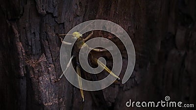 Close-up of Locusts. a Large Grasshopper. Stock Video - Video of macro ...
