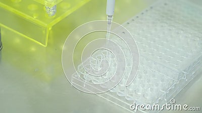 Close Up Macro of Micropipette Transfer Sample into an Eppendorf Under ...
