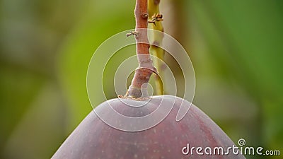 Close Up of Mango Tropical Fruit Hanging of Peduncle at Branch of Tree ...