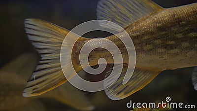 Close-up of Northern Pike Tail Stock Footage - Video of predator ...