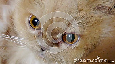 Close up persian cat eye m stock footage. Video of nose - 57250750