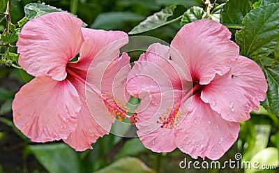Close Up Of Pink Tropical Flowers Royalty Free Stock Image - Image: 315696