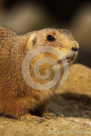 Close Up Of A Prairie Dog Showing Its Teeth Stock Photography - Image ...