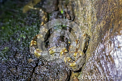 Close Up Rainforest Hog Nosed Pit Viper On Jungle Floor Stock ...