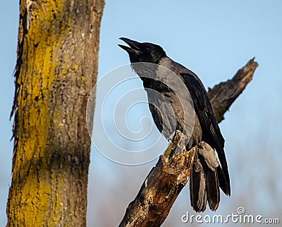 Clouse- Up Screaming Black Crow On Tree Royalty-Free Stock Photo ...