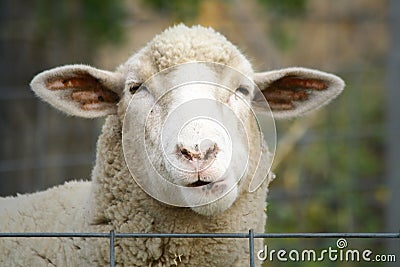 Sheep Stare stock image. Image of goat, look, sheep, eyes - 3956249