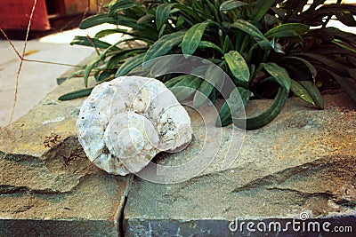 Shell On Stone Ledge Stock Image | CartoonDealer.com #129740893