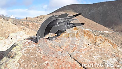 Close-up Shot of Raven on Rock Formation Stock Footage - Video of sunny ...