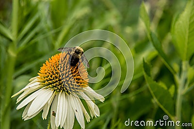 Close Up Of Small Budding Plant With White Flowers Royalty-Free Stock ...
