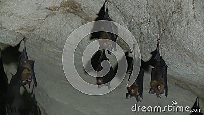 A Group of Bats Hanging from the Ceiling in a Cave Stock Footage ...