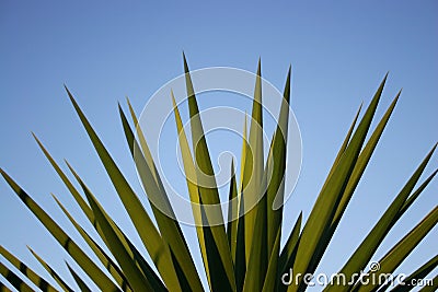 Close Up Spiky Yucca Leaves Stock Photography - Image: 17297102