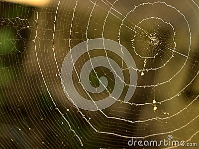 Spiral Spider Web Royalty-Free Stock Photography | CartoonDealer.com ...