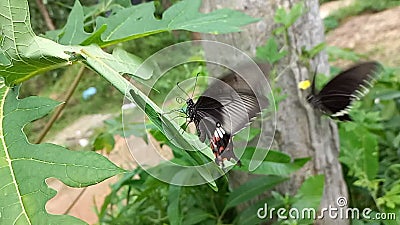 Close-up of Two Beautiful Butterflies Flying, Slow Motion. Stock ...