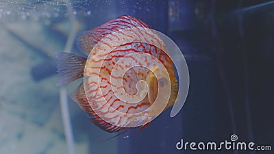 Close Up View of Gorgeous Checkerboard Red Map Discus Aquarium Fish ...