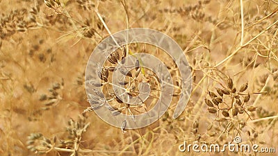Bark Of Khejari Tree Prosopis Cineraria Royalty-Free Stock Image ...