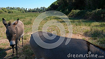 Close-up View of of Two Donkeys on a Field Stock Footage - Video of ...