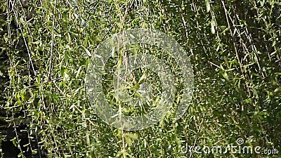 Close up willow tree stock footage. Video of tree, green - 35256606