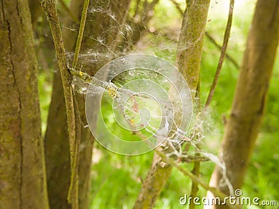 Close Of White Spider Fluff Spring Hanging Tree Branches Texture ...