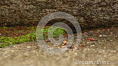 Closeup of an ant path stock footage. Video of colony - 82740426