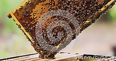 Closeup Beehive Frame with a Lot of Bees, Honeycombs, Wax, Propolis ...