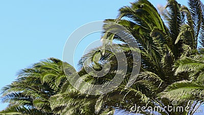 Palms and wind. stock footage. Video of climate, green - 126540992