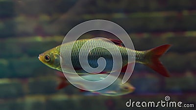 Closeup Of A Common Roach, Freshwater Fish Specie From Eurasia Stock ...