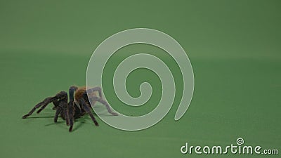 Closeup of Creepy Brown Tarantula Spider Crawling Across Green Screen ...