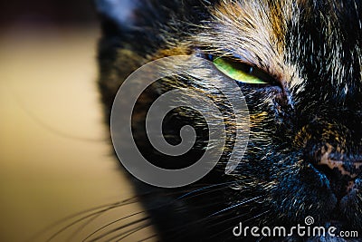 Closeup Facing Eyes Of Angry Grumpy Cat Unhappy Looking Directly At The ...