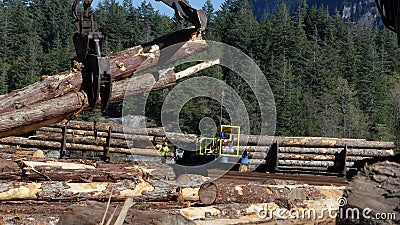 Claw Manupulator Moving Timber Logs Stock Footage - Video of logging ...