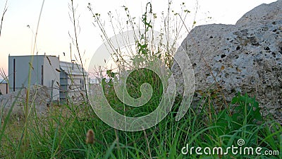 Closeup of grass on cliff stock footage. Video of travel - 57885754