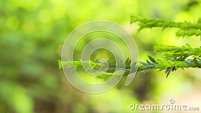 Closeup of New Growth on Evergreen Tree Stock Video - Video of wild ...