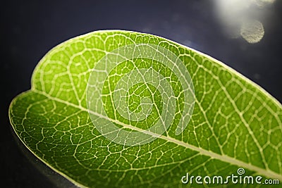 Closeup Of Portion Of Green Netted Veins Leaf, Reticulate Venation Of ...