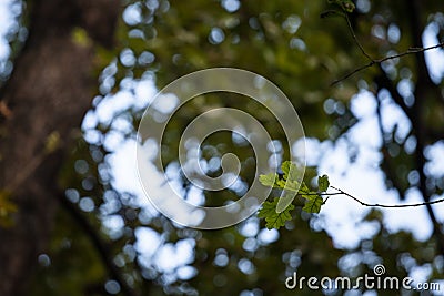 Closeup On A Quercus Robus Branch With A Focus On A Oak Leaf. Stock ...