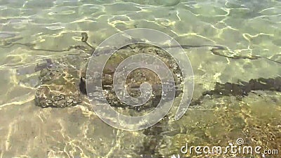 Rock under the sea stock video. Video of wave, seashore - 155777965