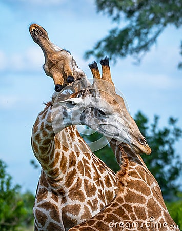 Giraffe Hug Photos - Free & Royalty-Free Stock Photos from Dreamstime