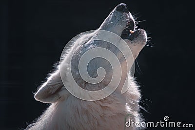 Closeup Side View Of A Howling Arctic Wolf Royalty-Free Stock Photo ...