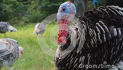 Screaming Running Cartoon Turkey Bird Character. Vector Illustration ...