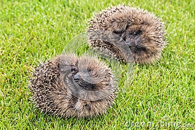 Two Hedgehogs Rolled Up Into Ball Lying On Grass Stock Image ...