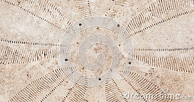 Closeup View of a Dried Sand Dollar Skeleton Stock Footage - Video of ...