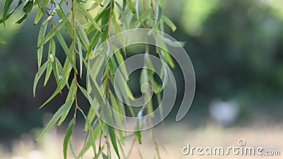 Closeup View of Willow Branches Swaying in the Wind on Blurry ...