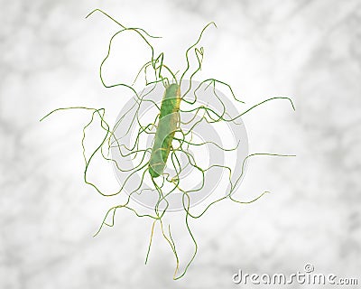 Clostridium Difficile Bacteria Stock Illustration | CartoonDealer.com ...