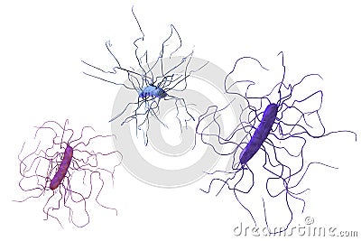 Clostridium Difficile Bacteria Royalty-Free Illustration ...