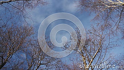Clouds Float High in the Sky Above the Trees Stock Footage - Video of ...