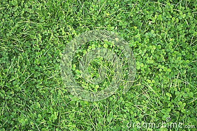 Clover Texture Stock Photo | CartoonDealer.com #54