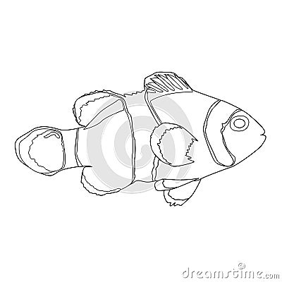 Clownfish Illustration. Outline Drawing On White Background ...