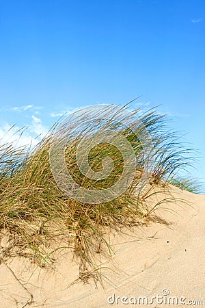 Clumps of sea grass stock photo. Image of sandy, landscape - 2600696