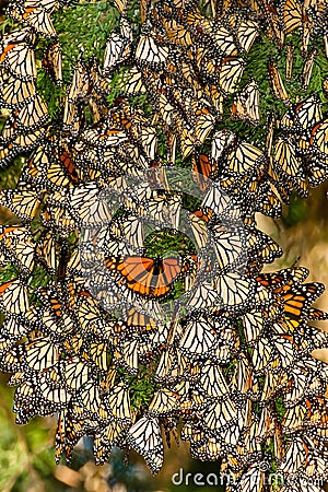 Cluster Of Butterflies Royalty Free Stock Photos - Image: 22667918