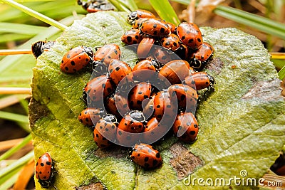 Cluster Of Ladybugs On A Fallen Leaf Royalty-Free Stock Photo ...