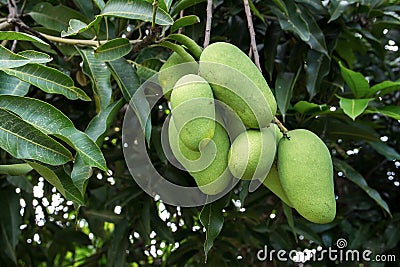 Cluster Of Raw Mangoes On A Mango Tree. Mango Tree Royalty-Free Stock ...