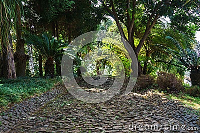 Cobble Stone Path In Tropical Garden With Palms And Trees Royalty-Free ...